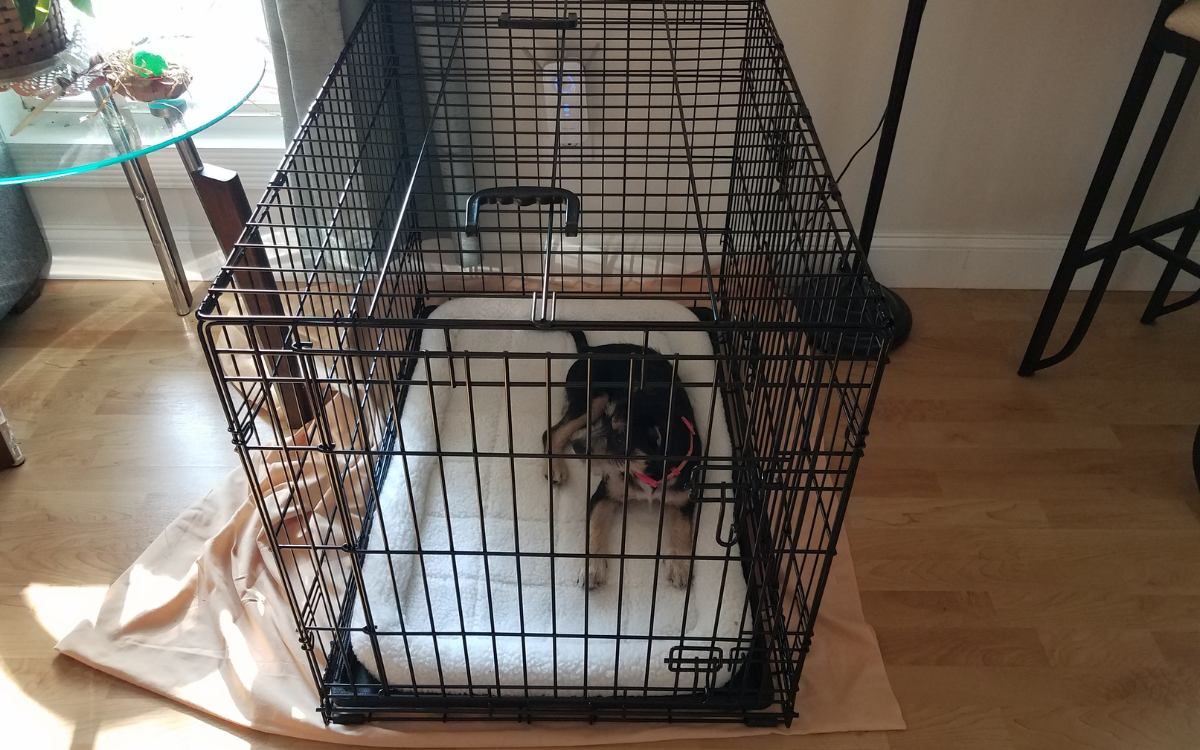 Conseils pour choisir une cage d'intérieur pour chien | Magasin Animaux