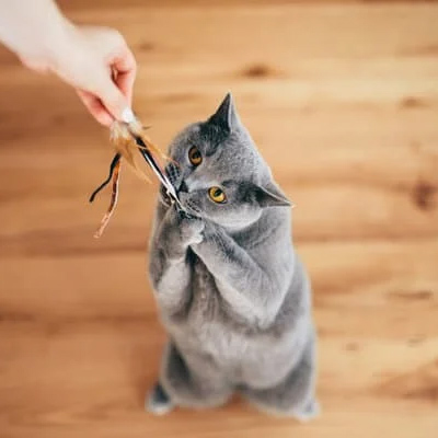 Magasin Animaux | Animalerie en ligne pour tous vos animaux