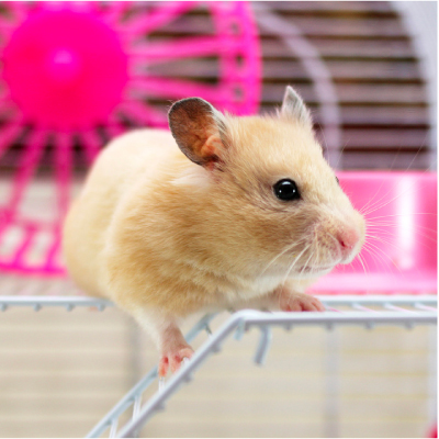 Magasin Animaux | Animalerie en ligne pour tous vos animaux