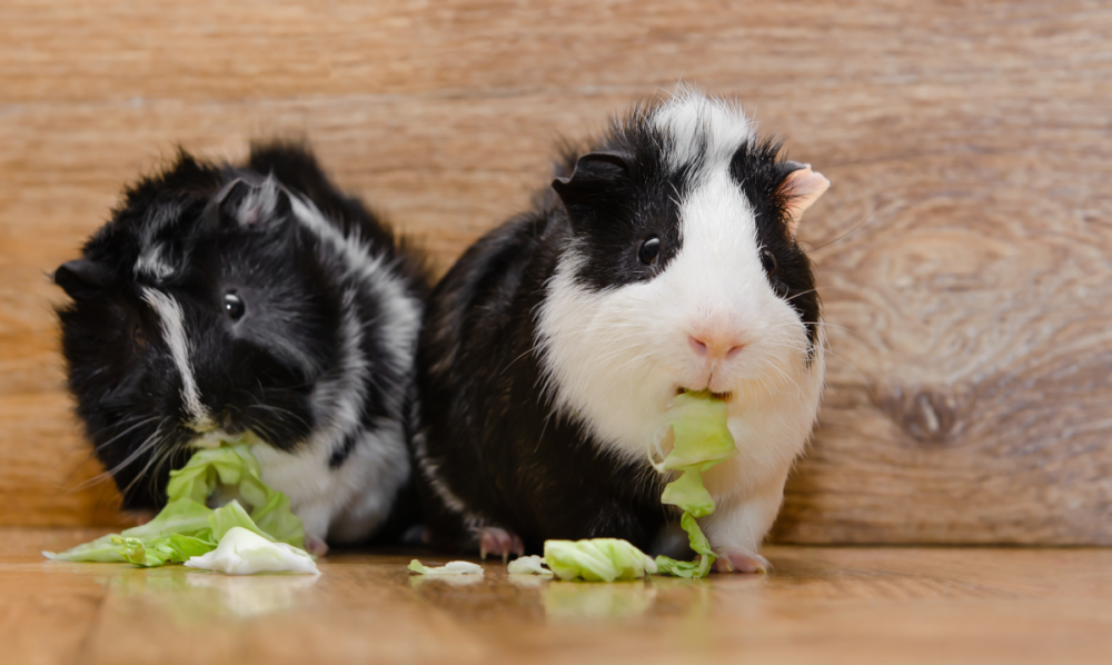Jouets pour cobayes : découvrez quels jouets conviennent à vos cobayes